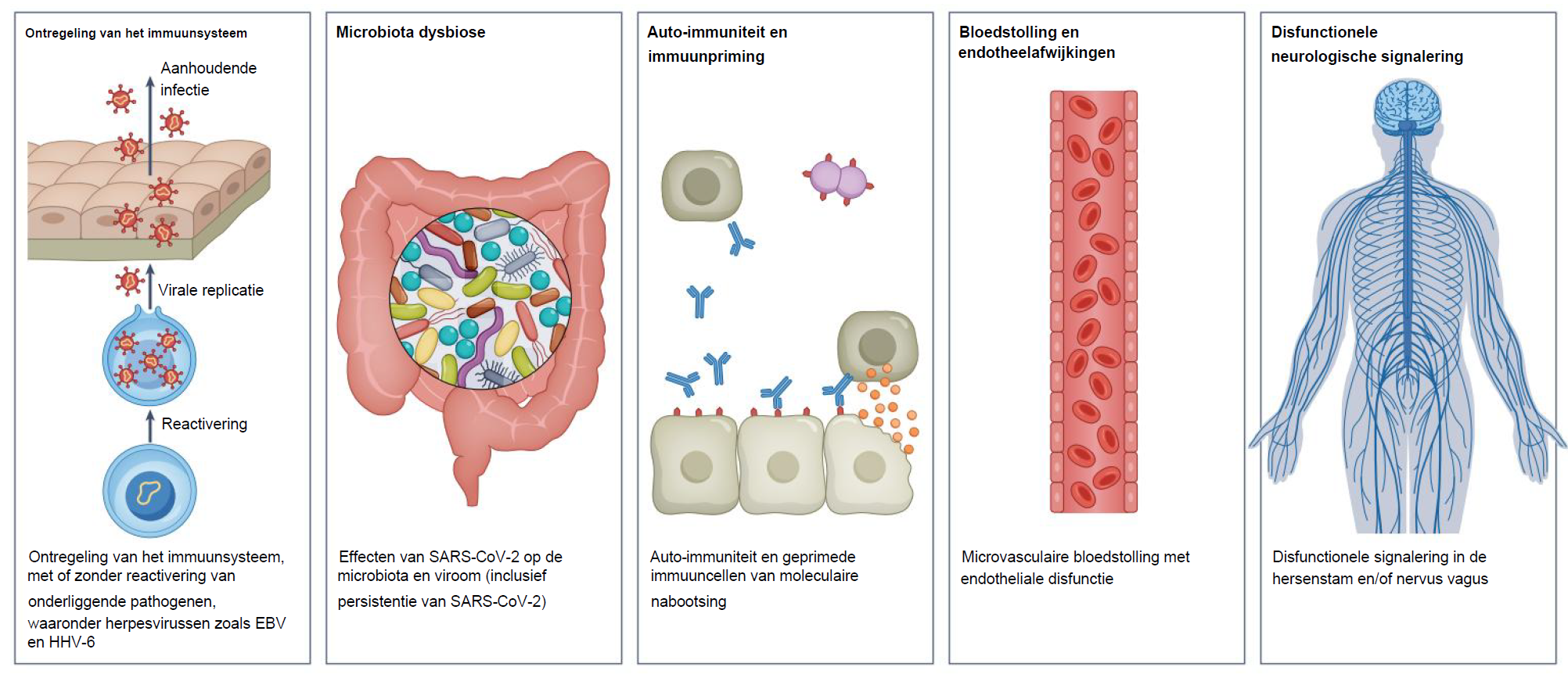 Long COVID, een multisysteemziekte - Q-support